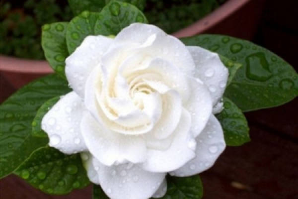 How to maintain Gardenia - The Plant Aide