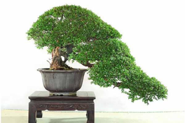 What kind of wild stumps can be used as bonsai (with production method ...