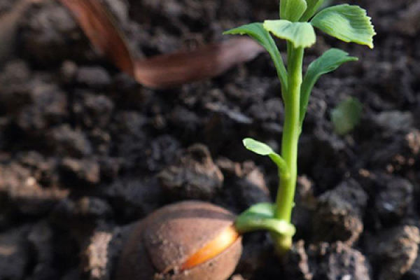 Does the seed of Ginkgo need to be shelled? How to plant it - The Plant ...