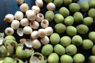 How to grow lotus with dried lotus seeds - The Plant Aide