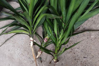 How do agave reproduce? Can leaves reproduce? - The Plant Aide