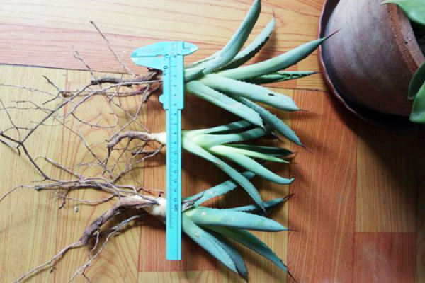 How do agave reproduce? Can leaves reproduce? - The Plant Aide