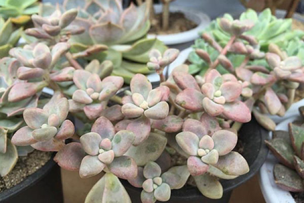 How to grow Alan with succulent - The Plant Aide