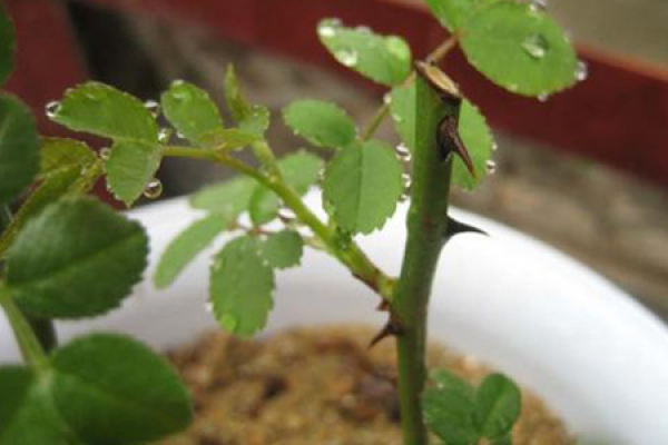 The breeding method of rose - The Plant Aide