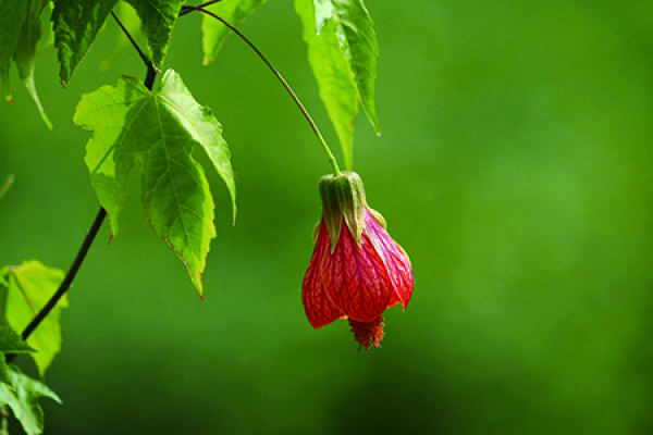 How to raise the golden bell flower - The Plant Aide
