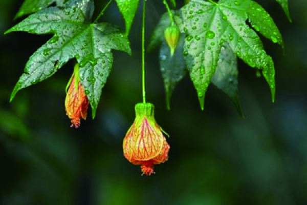 How to raise the golden bell flower - The Plant Aide