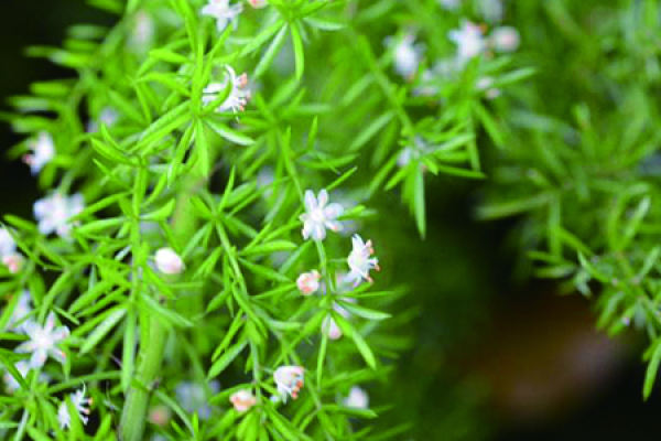 Breeding methods and precautions of Asparagus - The Plant Aide