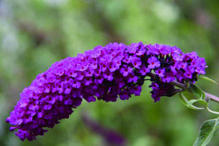 What is the flower language of drunken fish - The Plant Aide