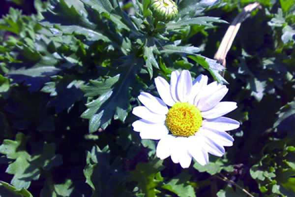 How to grow the White Chrysanthemum - The Plant Aide