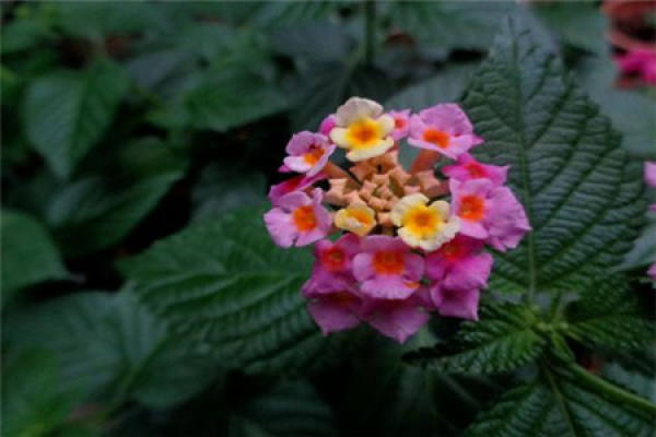 Is five color plum poisonous? Can it be domesticated - The Plant Aide