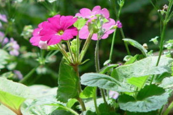 Is primrose poisonous? Can it be kept at home - The Plant Aide