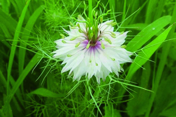 Cultivation methods and precautions of black grass - The Plant Aide