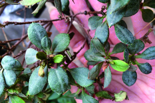 What to do if azalea leaves drop off - The Plant Aide