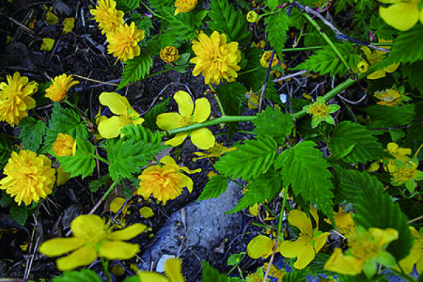 How to breed the Begonia flower - The Plant Aide