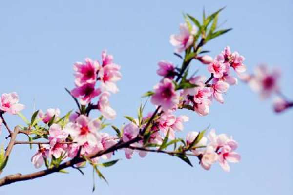 Which season does peach blossom bloom - The Plant Aide