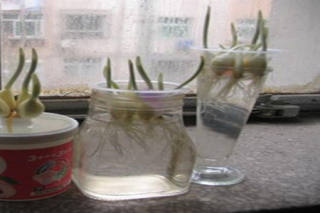 How to water culture garlic germination - The Plant Aide