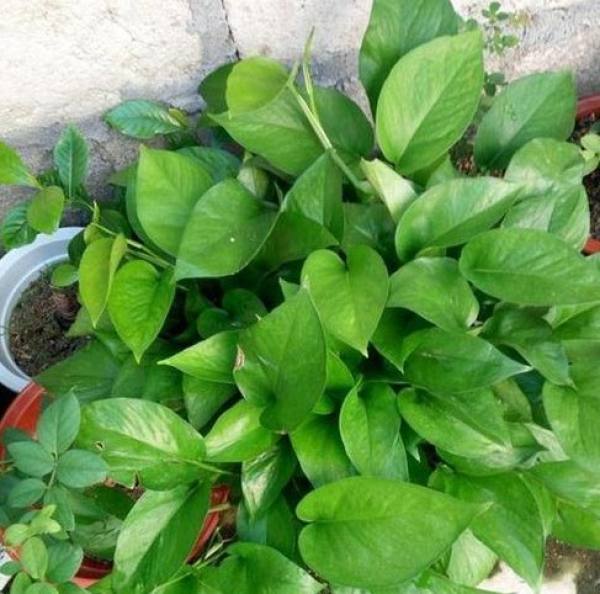 Pothos is so cultured that it grows small mechanism and leaves flourish ...