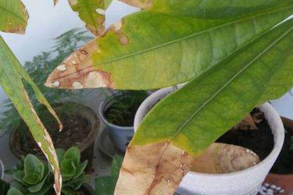 What's the matter with the withered leaves of the Money Tree - The ...