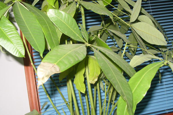 What's the matter with the withered leaves of the Money Tree - The ...