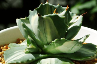 How to grow the succulent Thor - The Plant Aide