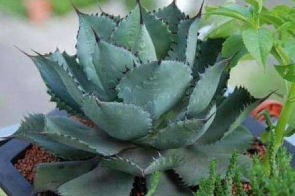 How to grow the succulent Thor - The Plant Aide