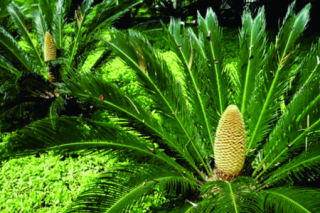 Do iron trees bloom - The Plant Aide
