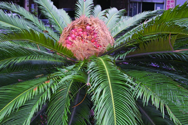 Do iron trees bloom - The Plant Aide