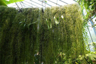 How to raise air grass - The Plant Aide