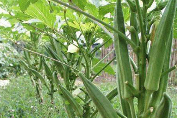 How to prune Okra - The Plant Aide