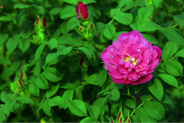 Culture method of Pingyin rose - The Plant Aide