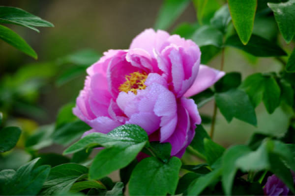 Culture method of Pingyin rose - The Plant Aide