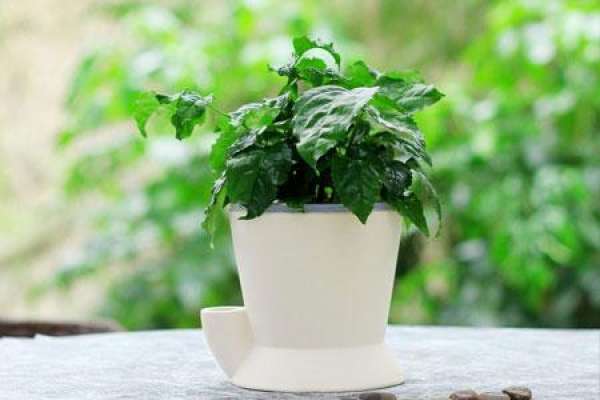 Maintenance of emerald tree - The Plant Aide