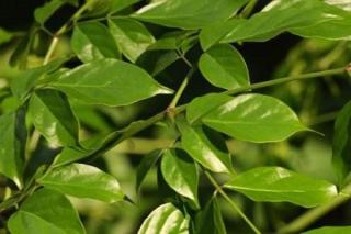 How to raise maple - The Plant Aide