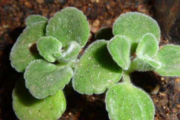 How to breed by touching incense - The Plant Aide