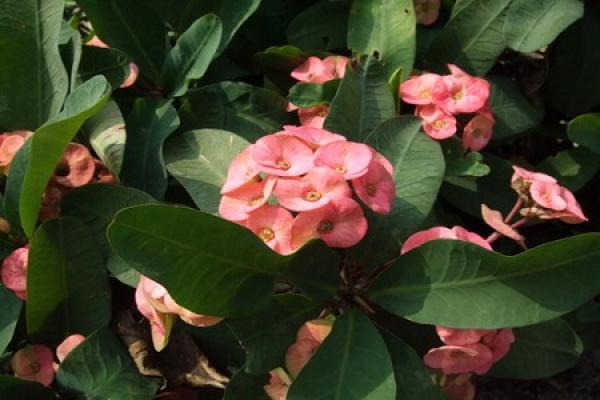 How to raise Kirin flower - The Plant Aide