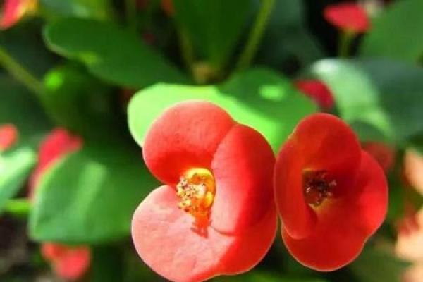 How to raise Kirin flower - The Plant Aide