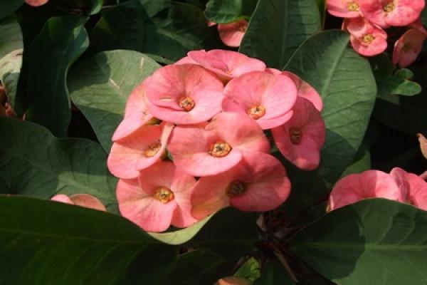 How to raise Kirin flower - The Plant Aide