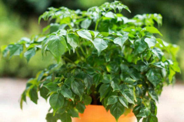 This 4 kinds lucky tree, raise a basin in the living room, life is ...