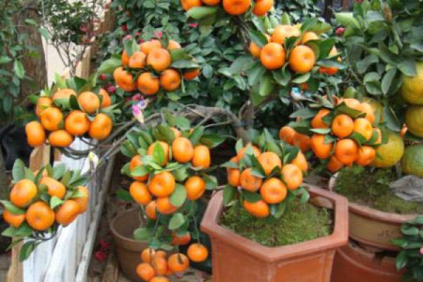 How to raise orange trees - The Plant Aide