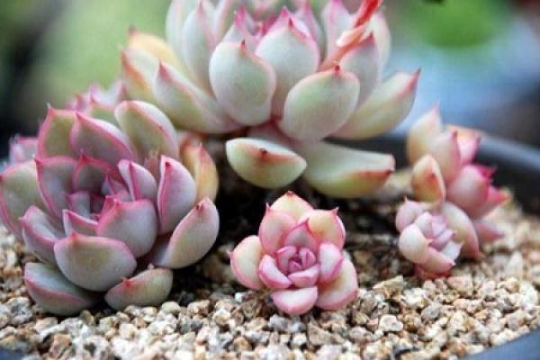 How to grow Orion's succulent - The Plant Aide