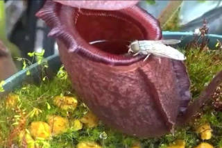 How to eat and digest pitcher plant - The Plant Aide