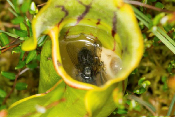 How to eat and digest pitcher plant - The Plant Aide