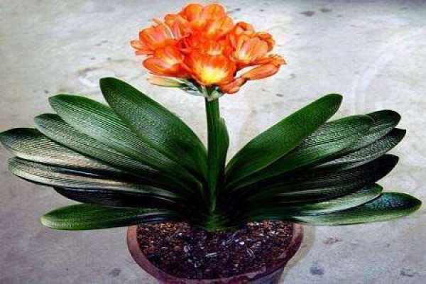 Clivia February, do these four steps, the leaves are thick and full of ...