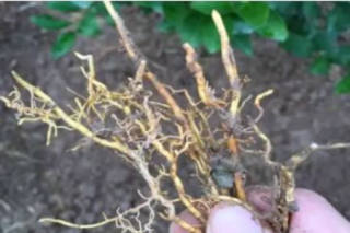 What is the cause of Citrus rotten root - The Plant Aide