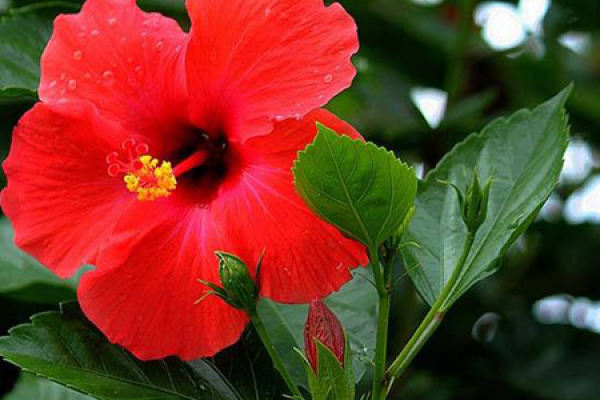 How to maintain the seedlings of Fusang in spring - The Plant Aide