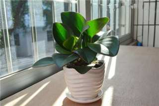 How to fertilize Jasper plants - The Plant Aide