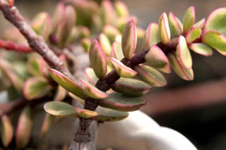 How to raise pink in elegant music dance - The Plant Aide