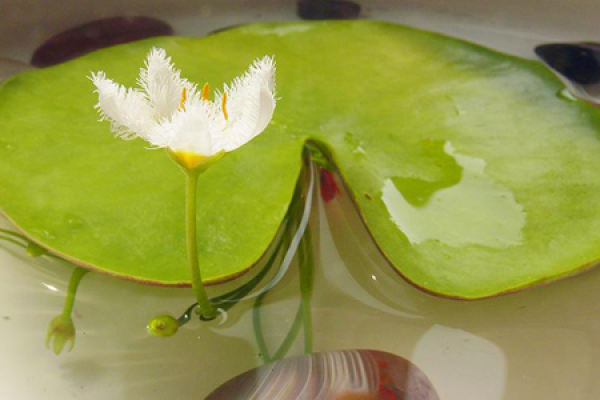 How to deal with the rotten leaves of a lotus - The Plant Aide