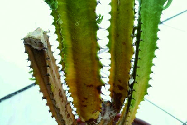 What are the reasons for the Yellow keel leaves and the falling leaves ...