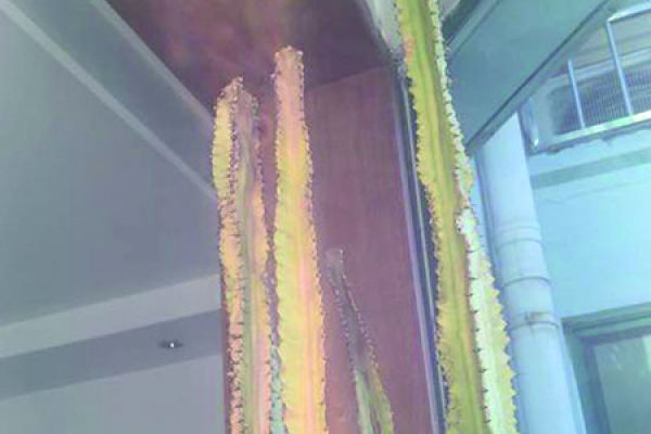 What are the reasons for the Yellow keel leaves and the falling leaves ...